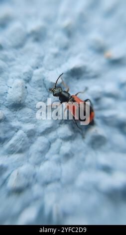 Eurasian Red-and-black Melyrid (Anthocomus equestris Stock Photo - Alamy