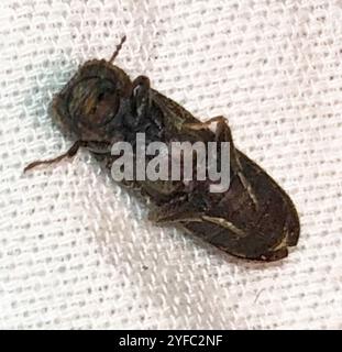 Two-horned Powder-post Beetle (Lichenophanes bicornis Stock Photo - Alamy