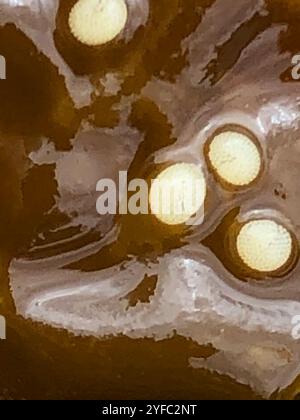 Lacuna Snails (Lacuna Stock Photo - Alamy