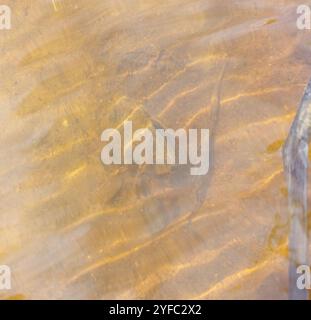 Lake Floater (Pyganodon lacustris Stock Photo - Alamy