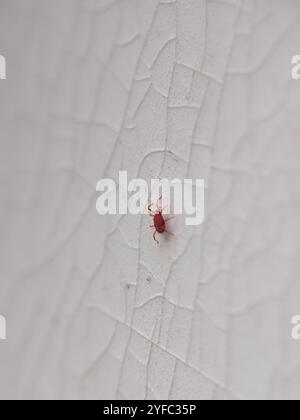 Sidewalk Mites (Balaustium Stock Photo - Alamy