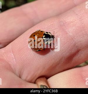 Flying Saucer Lady Beetle (Anatis rathvoni) Insecta Stock Photo - Alamy