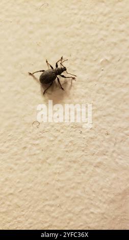 Lilac Root Weevil (Otiorhynchus meridionalis Stock Photo - Alamy