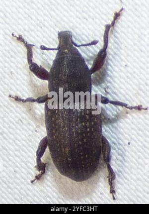 Pitch-eating Weevil (Pachylobius picivorus Stock Photo - Alamy