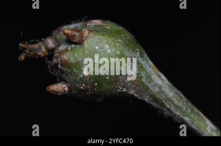 white oak club gall wasp (Callirhytis clavula Stock Photo - Alamy