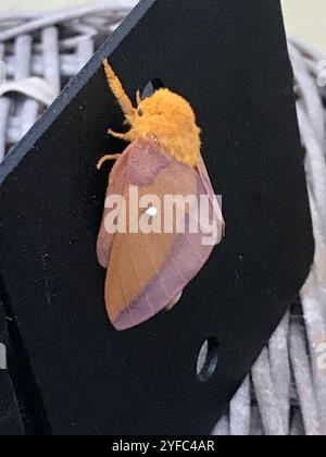 Southern Pink-striped Oakworm Moth (Anisota pellucida Stock Photo - Alamy