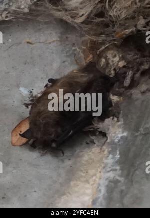 Evening Bats (Vespertilionidae Stock Photo - Alamy