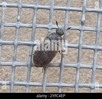 Black Carpet Beetles (Attagenus Stock Photo - Alamy