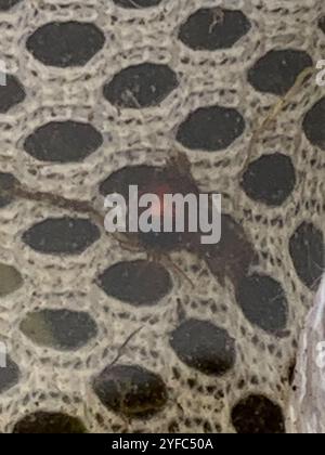 Water Mites (Hydrachnidia Stock Photo - Alamy