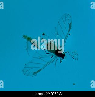 Common Thrips (Thripidae Stock Photo - Alamy