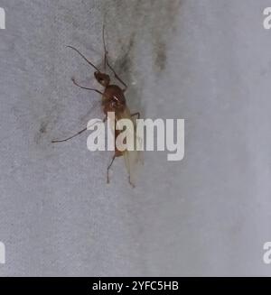 Chestnut Carpenter Ant (Camponotus castaneus) Insecta Stock Photo - Alamy