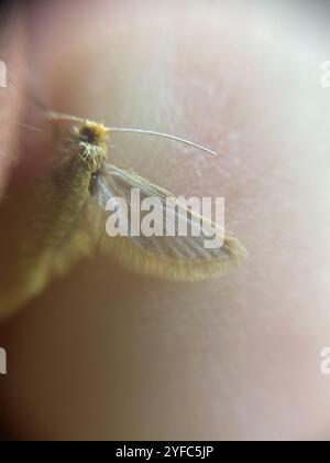 Trumpet Leafminer Moths (Tischeriidae Stock Photo - Alamy