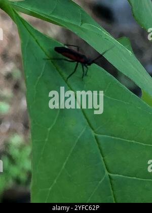 Scarlet Plant Bugs (Lopidea Stock Photo - Alamy