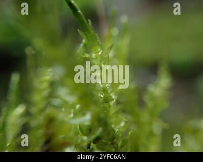 Giant Calliergon Moss (Calliergon giganteum Stock Photo - Alamy