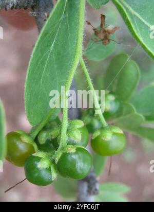 Puzzle Bush (Ehretia rigida Stock Photo - Alamy