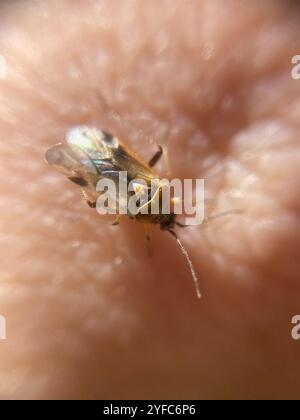 handsome plant bug (Harpocera thoracica Stock Photo - Alamy