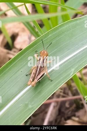 Spur-throated Grasshoppers (Melanoplinae Stock Photo - Alamy