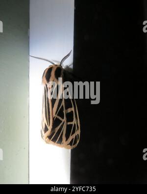 Virgin Tiger Moth, Apantesis virgo (formerly Grammia virgo), pinned ...