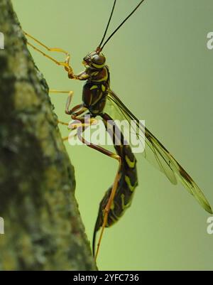 Long-tailed Giant Ichneumonid Wasp (Megarhyssa macrurus) Insecta Stock ...