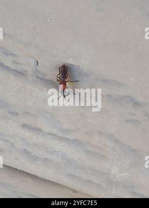 Winged and Once-winged Insects (Pterygota Stock Photo - Alamy