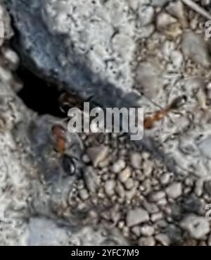 Bicolored Pyramid Ant (Dorymyrmex bicolor) Insecta Stock Photo - Alamy