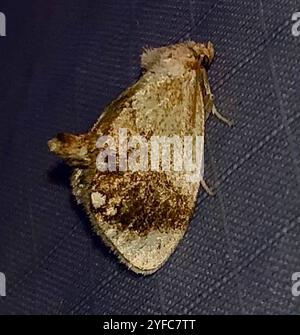 Jeweled Tailed Slug Moth (Packardia geminata Stock Photo - Alamy