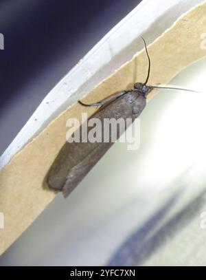 Bumelia Webworm Moth (Urodus parvula Stock Photo - Alamy