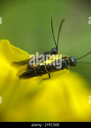 Stem Sawflies (Cephidae Stock Photo - Alamy