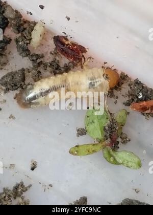Scarabs, Stag Beetles, and Allies (Scarabaeoidea Stock Photo - Alamy