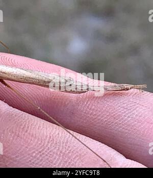 American Grass Mantis (Thesprotia graminis Stock Photo - Alamy