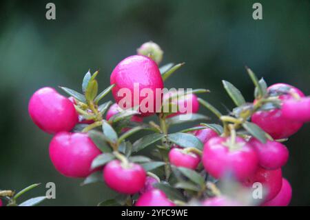 Pink Gaultheria Mucronata Berries (Prickly Heath) on Small Prickly ...