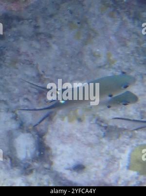 Brown Chromis (Azurina multilineata Stock Photo - Alamy