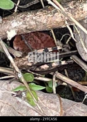 Sulphur-winged Grasshopper (Arphia sulphurea Stock Photo - Alamy