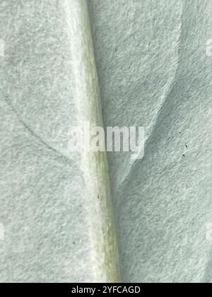 Pineland Daisy (Chaptalia tomentosa Stock Photo - Alamy