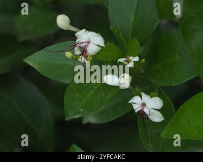 scrambling clerodendrum (Volkameria inermis Stock Photo - Alamy