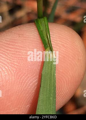 Twoflower Melicgrass (Melica mutica Stock Photo - Alamy