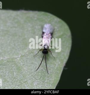 Narrow-waisted Wasps, Ants, and Bees (Apocrita) Insecta Stock Photo - Alamy