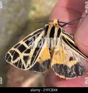 Anna Tiger Moth (Apantesis anna Stock Photo - Alamy