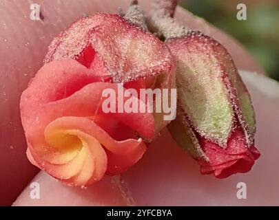 Flaming Dollsrose (Hermannia flammea Stock Photo - Alamy
