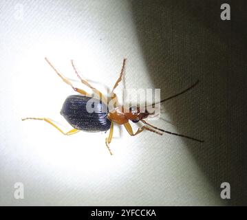 Bombardier Beetles (Brachinus Stock Photo - Alamy