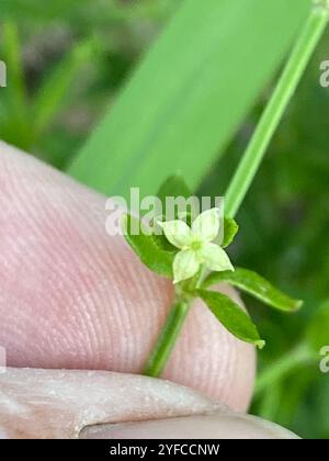 Coastal bedstraw (Galium bermudense Stock Photo - Alamy