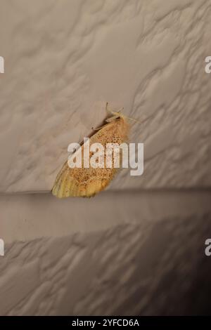 Tea tussock moth (Arna pseudoconspersa Stock Photo - Alamy