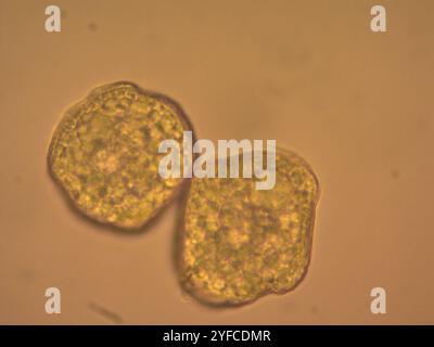 Round Hornwort (Notothylas orbicularis Stock Photo - Alamy