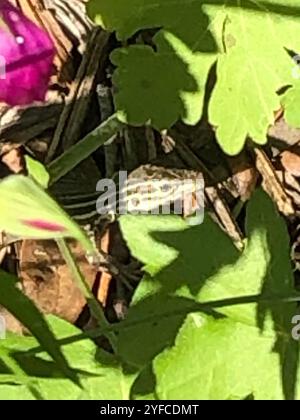 Common Spotted Whiptail (Aspidoscelis gularis Stock Photo - Alamy