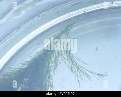 Green Tarantula Weed (Acrosiphonia arcta Stock Photo - Alamy
