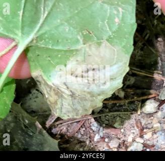 Violet Leafmining Sawfly (Nefusa ambigua Stock Photo - Alamy