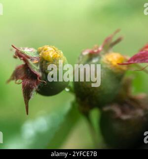 quince rust (Gymnosporangium clavipes Stock Photo - Alamy