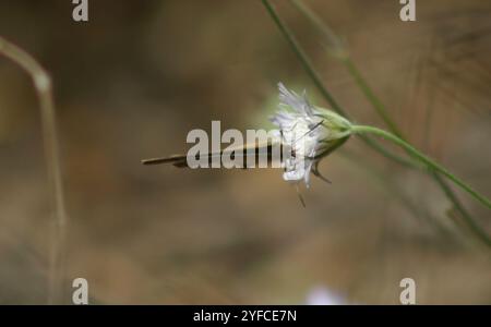 Persian Meadow Brown (Maniola telmessia Stock Photo - Alamy