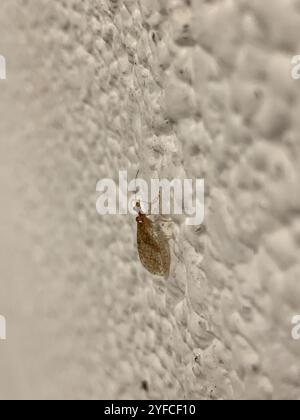 Posterior Brown Lacewing (Micromus posticus Stock Photo - Alamy