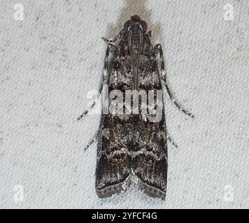Southern Pine Coneworm Moth (Dioryctria amatella Stock Photo - Alamy